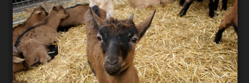 FOIRE AUX CHEVREAUX - Cap Catalogne
