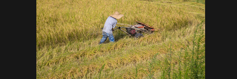 MOISSON DU RIZ A AMPOLLA - Cap Catalogne